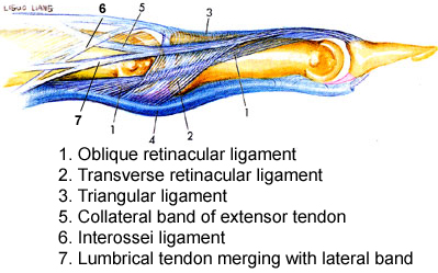 Triangular Ligament Finger